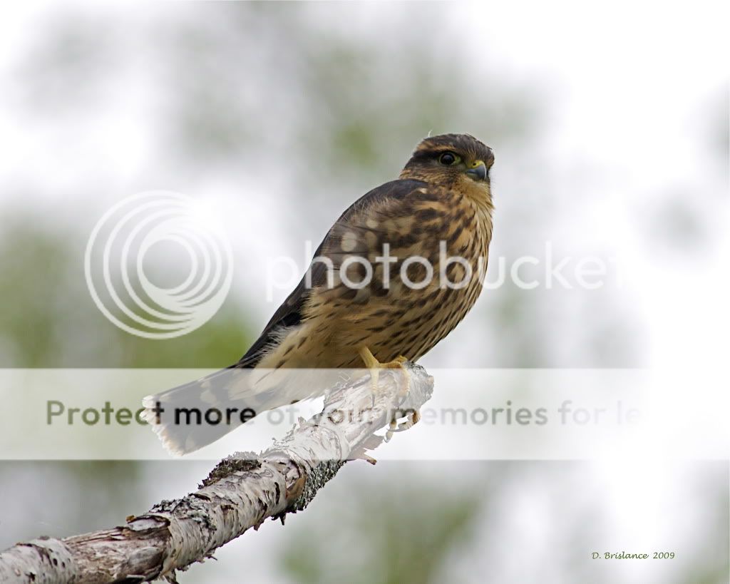 Another Merlin Chick Update... "Flew the Coop" -- Birds in photography ...