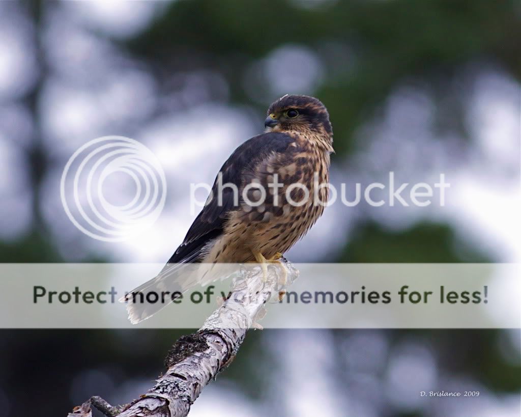 Another Merlin Chick Update... "Flew the Coop" -- Birds in photography ...