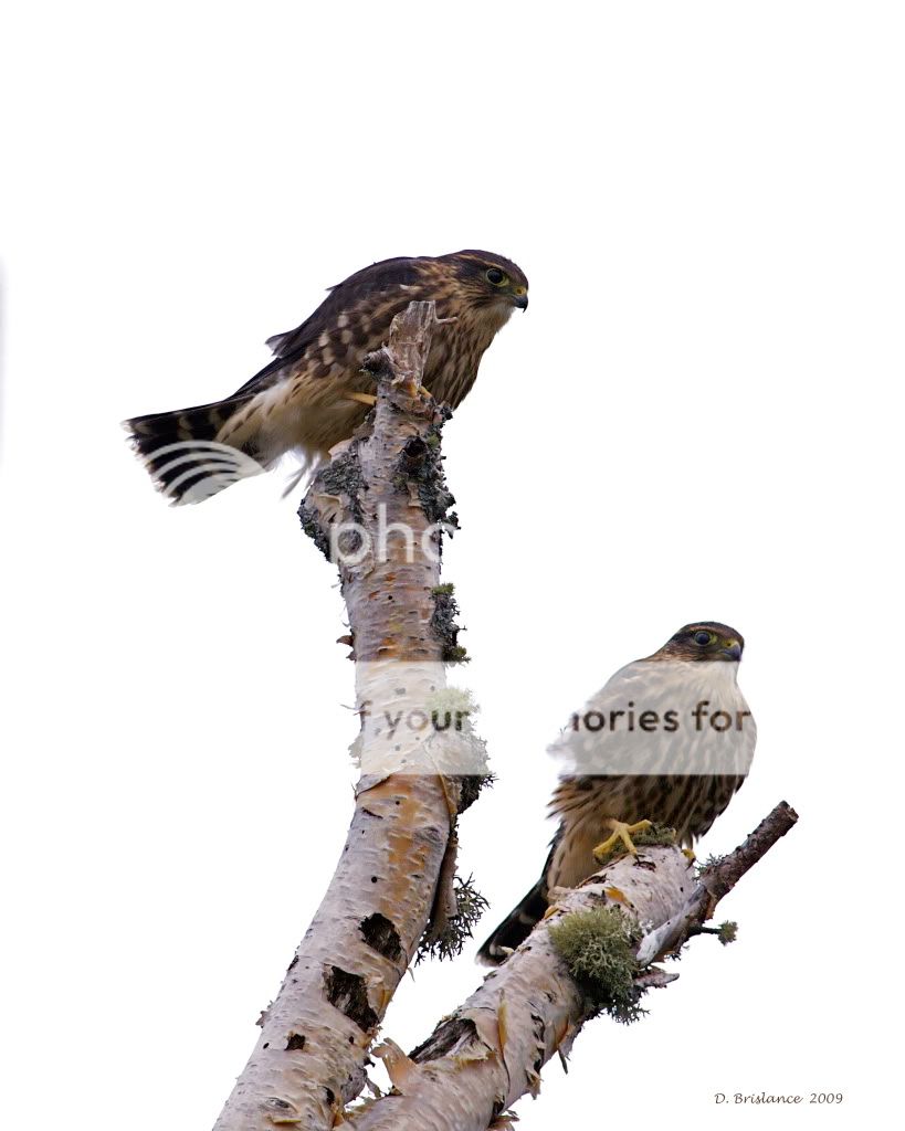 Another Merlin Chick Update... "Flew the Coop" -- Birds in photography ...