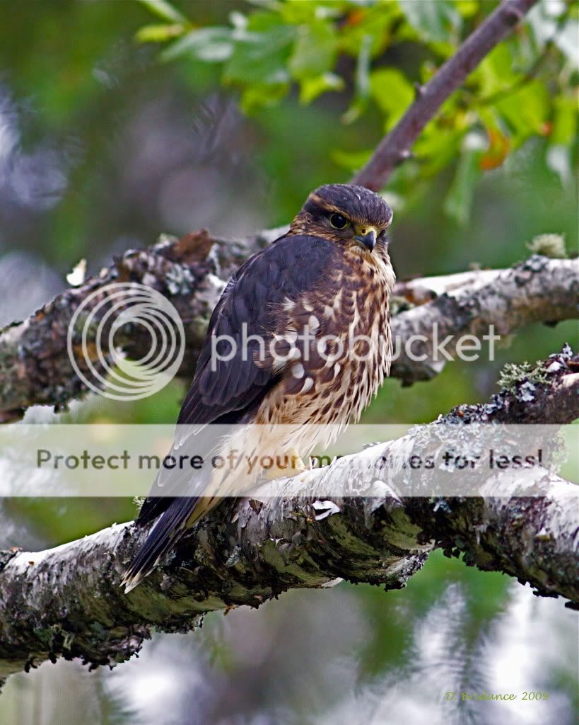 Another Merlin Chick Update... "Flew the Coop" -- Birds in photography ...