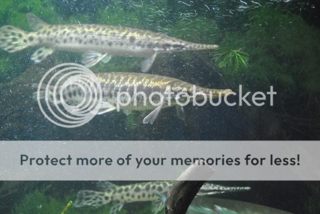 My Silver/Gar tank | MonsterFishKeepers.com