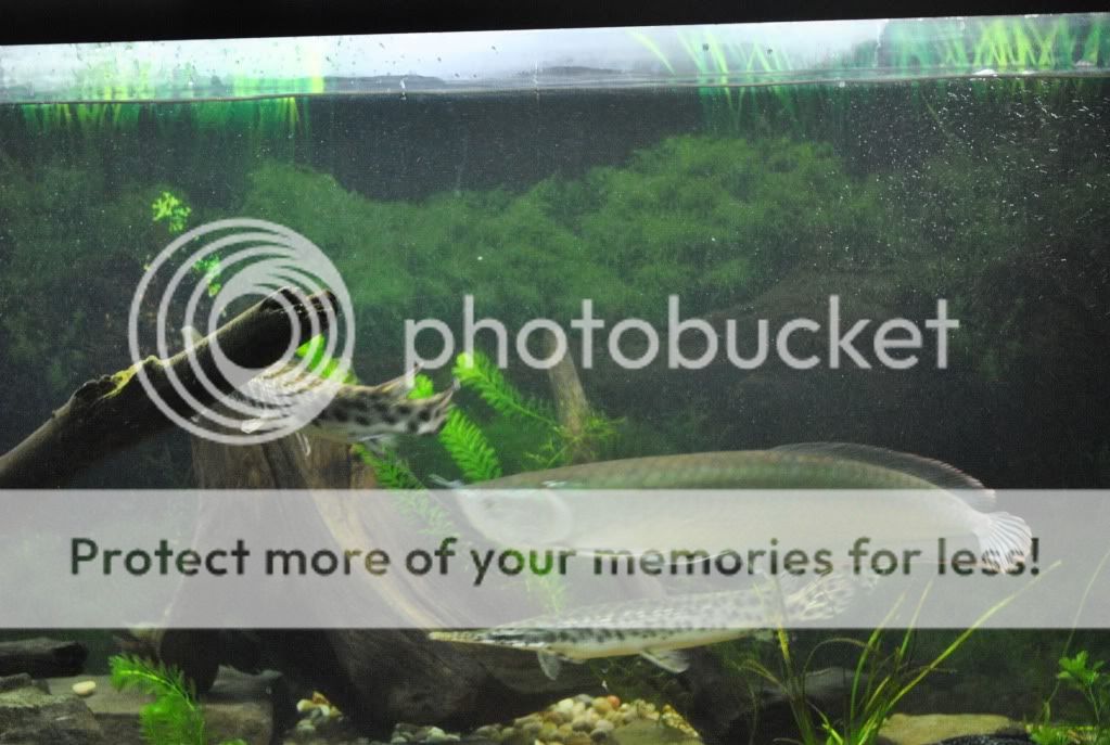 My Silver/Gar tank | MonsterFishKeepers.com