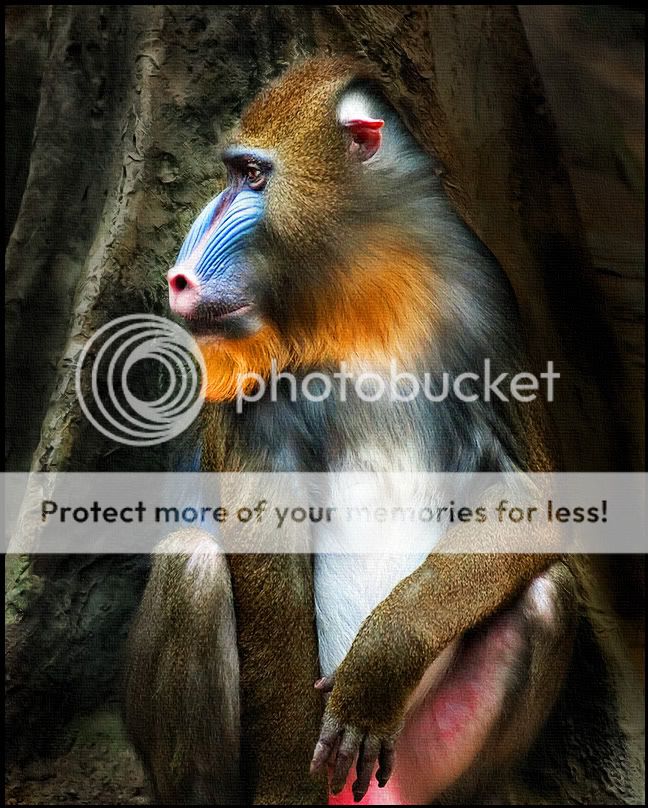 Mandril for Play: Retouching Forum: Digital Photography Review